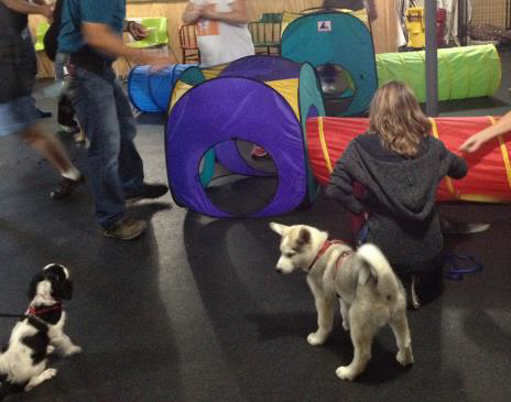 Social Tail Waggers Puppy Socialization